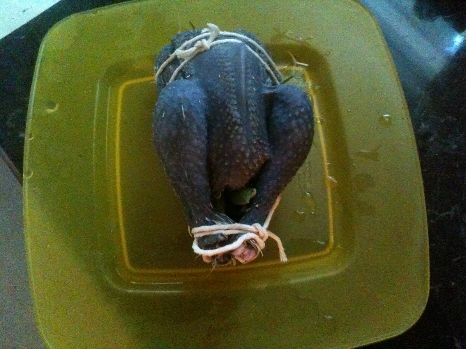 Several Gardens Farm: Supper of the blue chicken