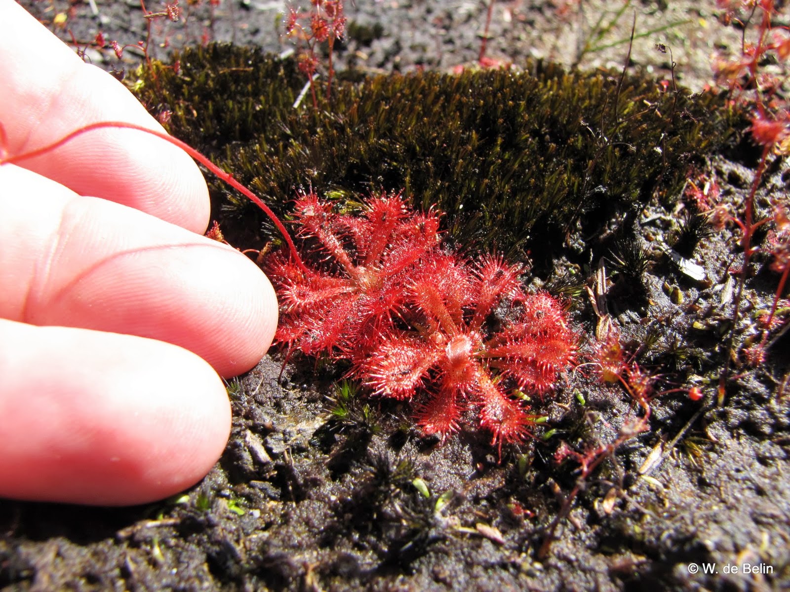 Sydney's Wildflowers and Native Plants: Drosera spatulata - Common ...