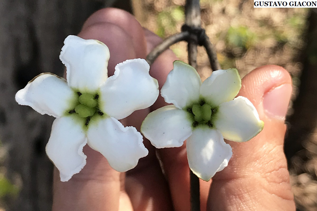 Viveiro Ciprest - Plantas Nativas e Exóticas: Limãozinho do Mato ( Randia ferox )