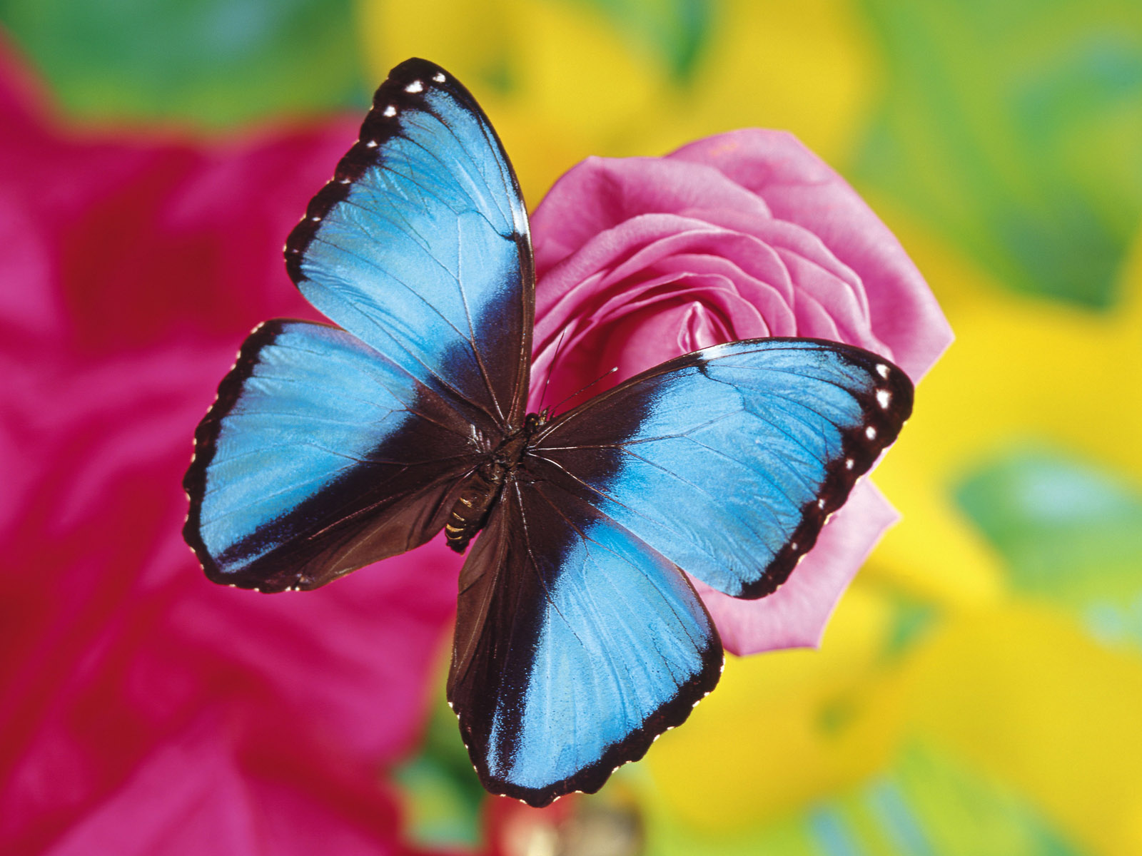 Mariposas wallpapers HD - Imagui