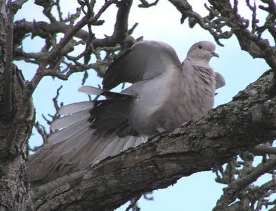 May 2011 - ARUNACHALA BIRDS