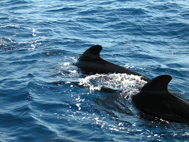 Synchronized Swimming in the Animal Kingdom | The Ark In Space