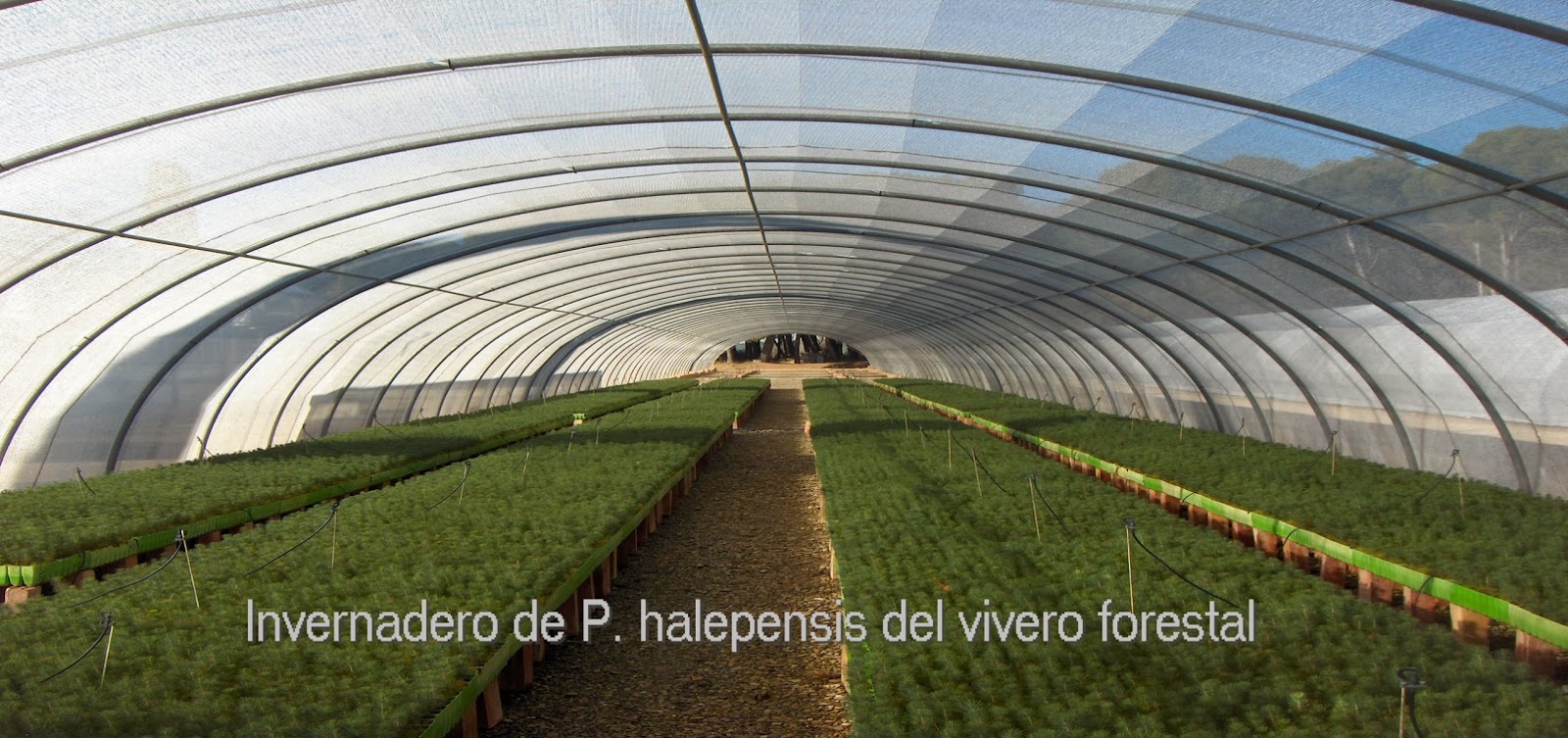 Ciclos Forestales en La Rioja: Visita al vivero forestal del ...