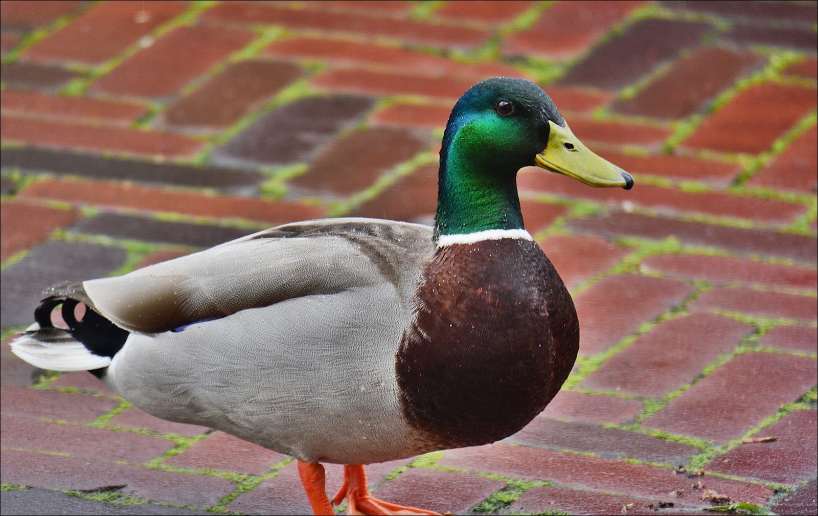 " Wind" Honden : watervogels/eur.eenden-14x