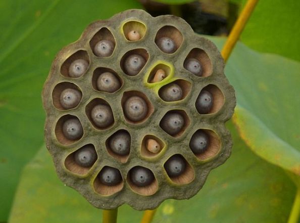 12 Gambar Trypophobia Yang Bakal Buat Meremang Bulu Roma Satu Badan