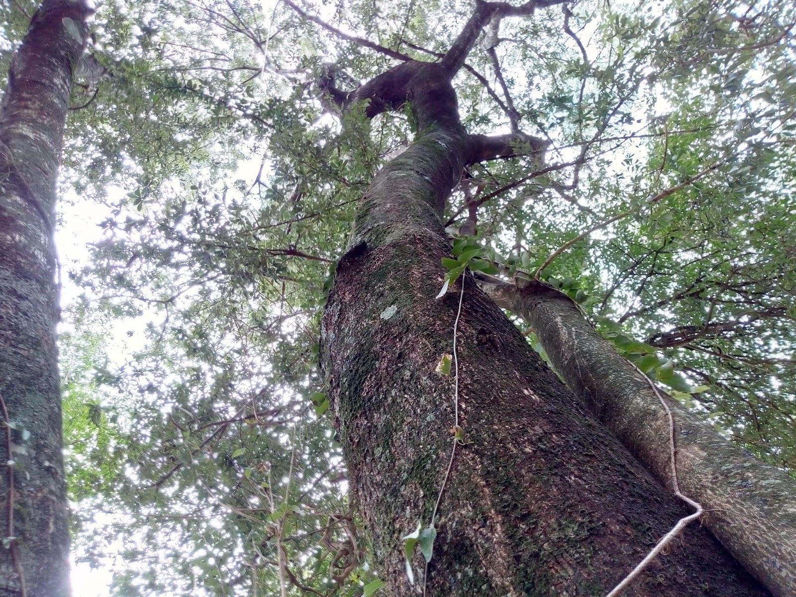 Guayubira (Cordia Americana)