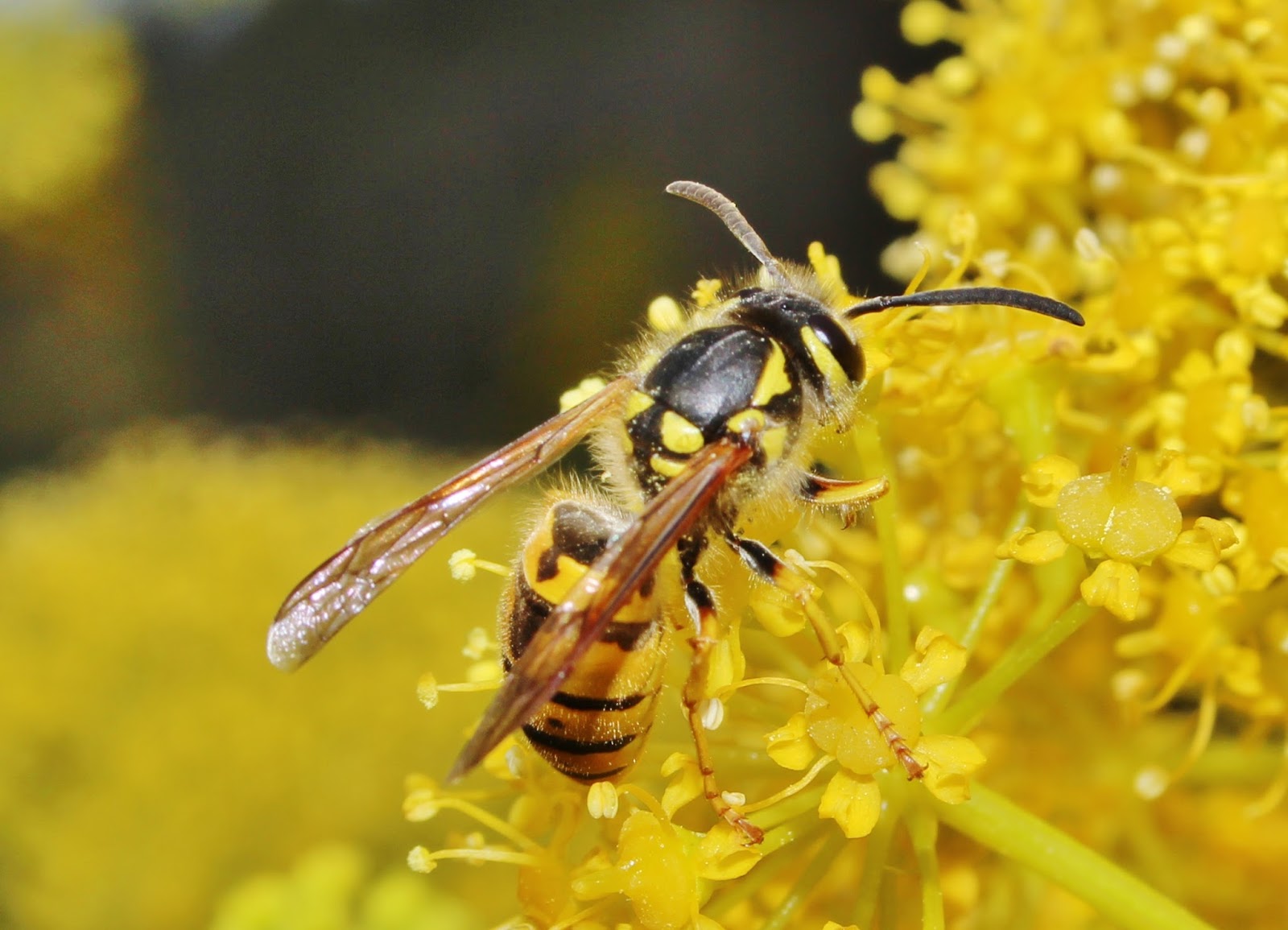 Biodiversity of Cyprus by NGO Protection of the Natural Heritage and ...