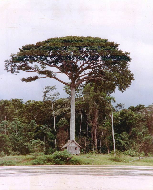 Estradas e caminhos: Samaúma do Amazonas, uma árvore que reina