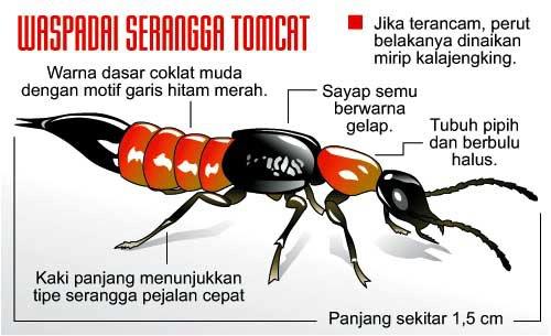 BAHAYA...EFEK RACUN TOMCAT TERHADAP KULIT - Si Botex