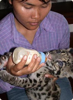 Give Animals a Voice: How Do Zoos Help Endangered Animals?