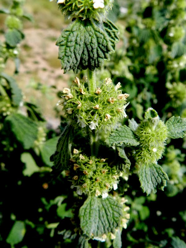 Mi herbario particular: MARRUBIO BLANCO (Marrubium vulgare)