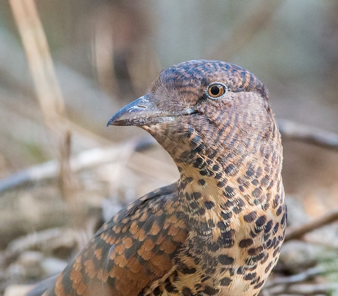 CUCKOO ROLLER BIRD photos - wallpapers | the fun bank