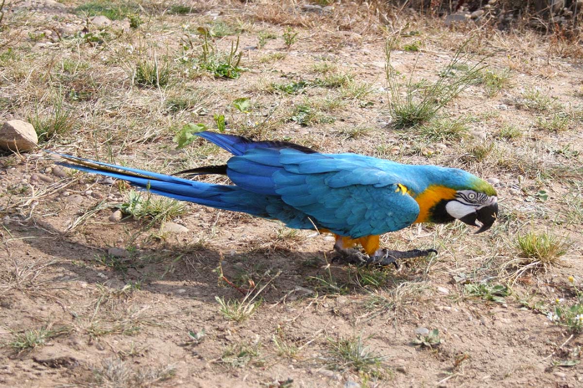 Black Audi Birding: A Parrot called Busbee 31st July 2014