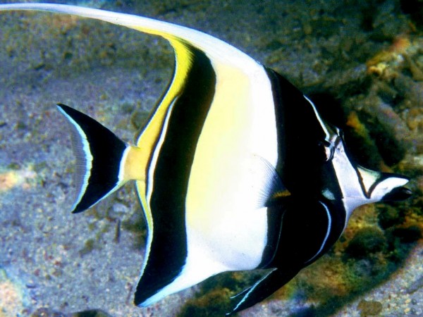 Most Amazing: Moorish Idol Fish