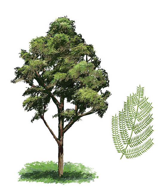 VIVERO HABITAT NATIVO: ARBOL PINO ROMERÓN