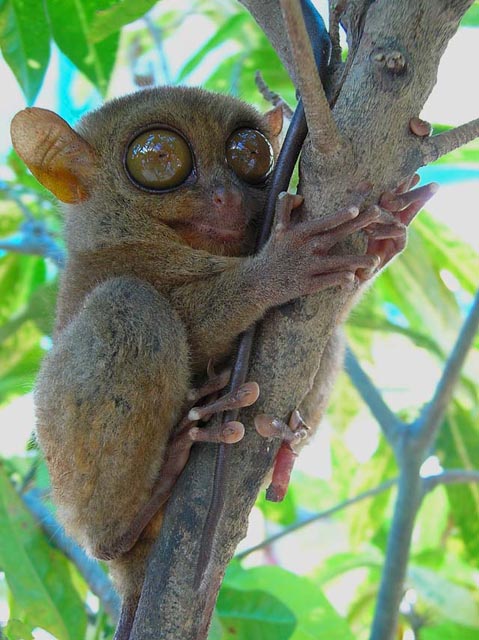 Animalandia: Philippine Tarsier