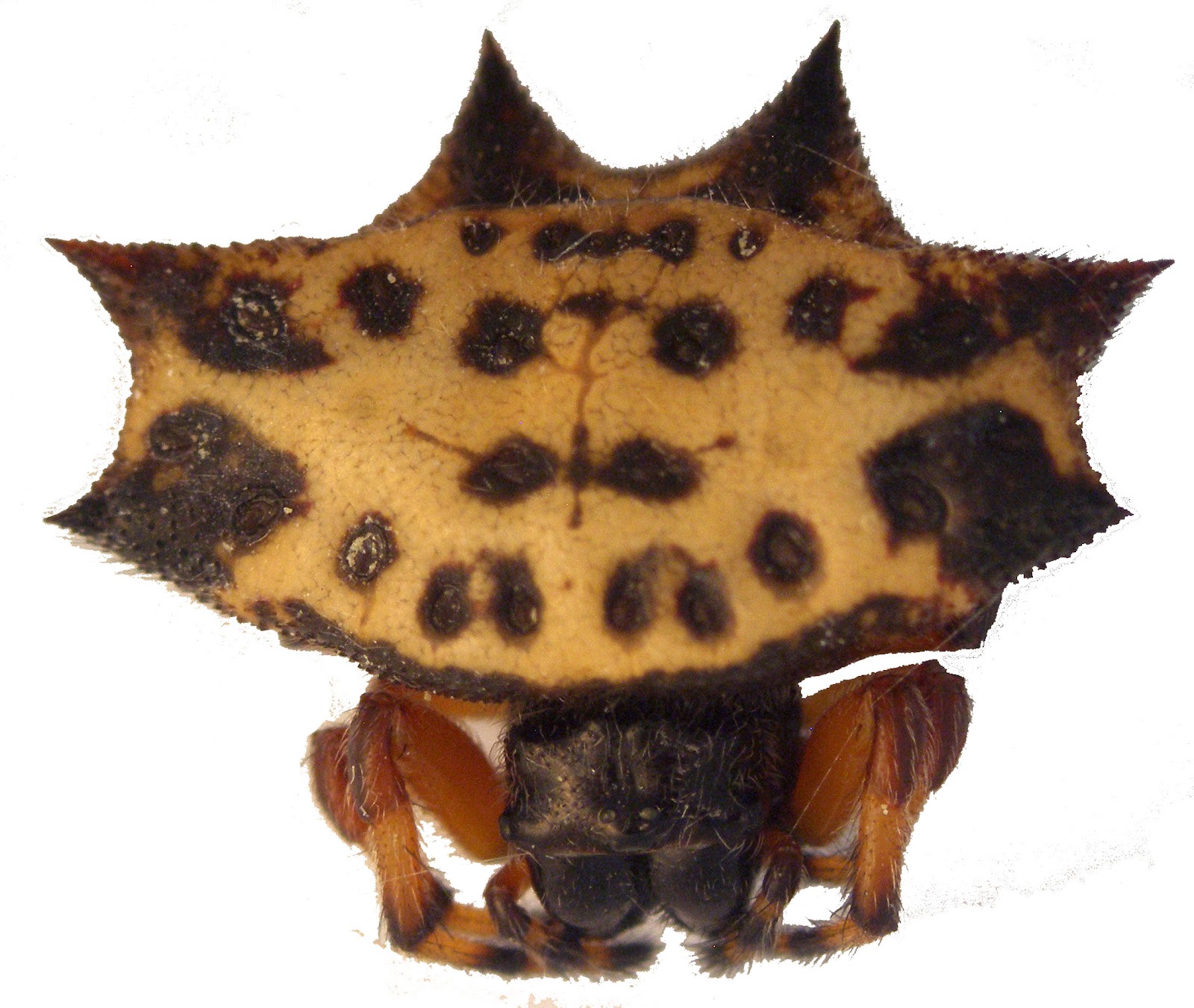 Entopcastillo: junio 2012