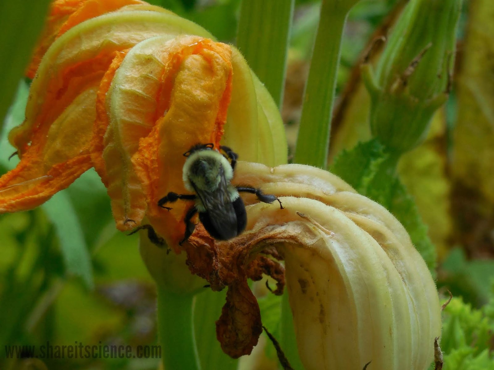 Share it! Science : Save the Bees! Bee Citizen Science Projects for ...