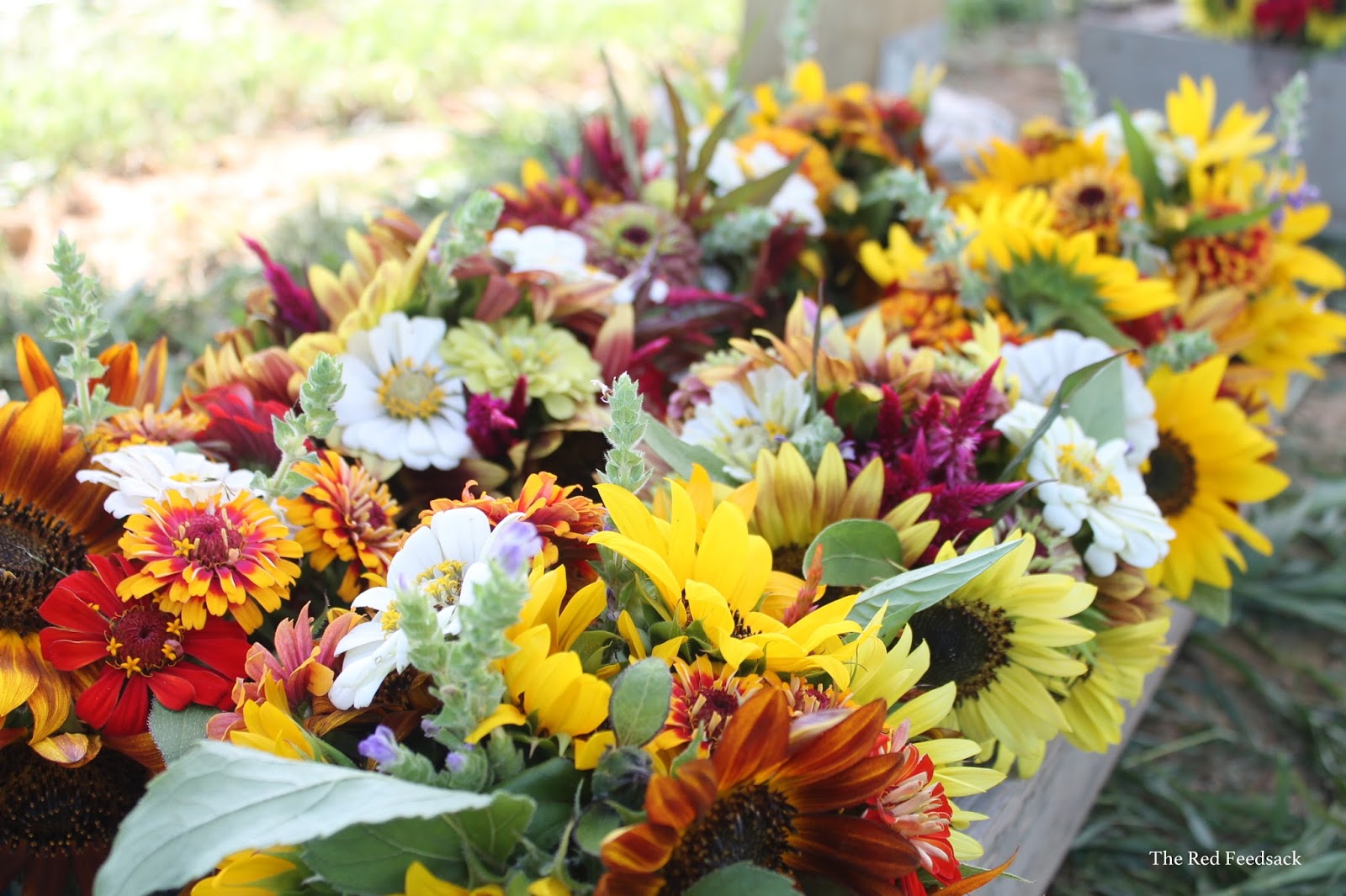 The Red Feedsack: What Our Flower Farm Means To Me