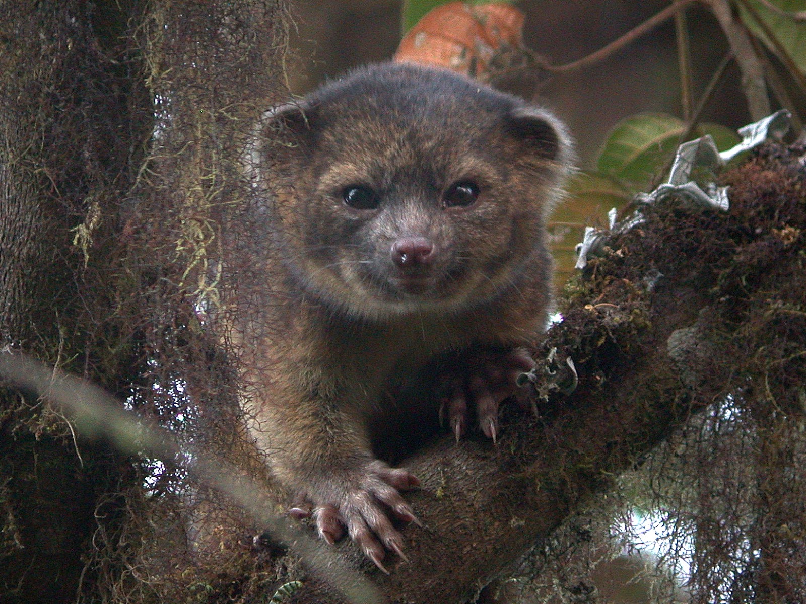 A Little Natural History: The day of the Olinguito