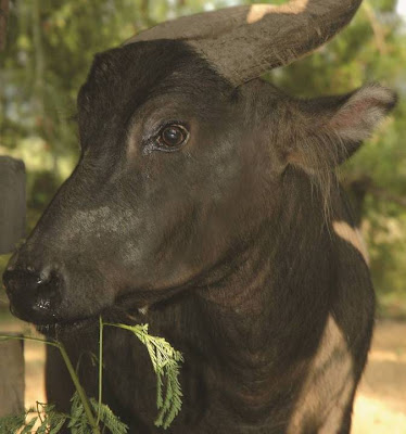 Digitista MediaWave: WWF, FEU and DENR Forge Alliance to Save the ...