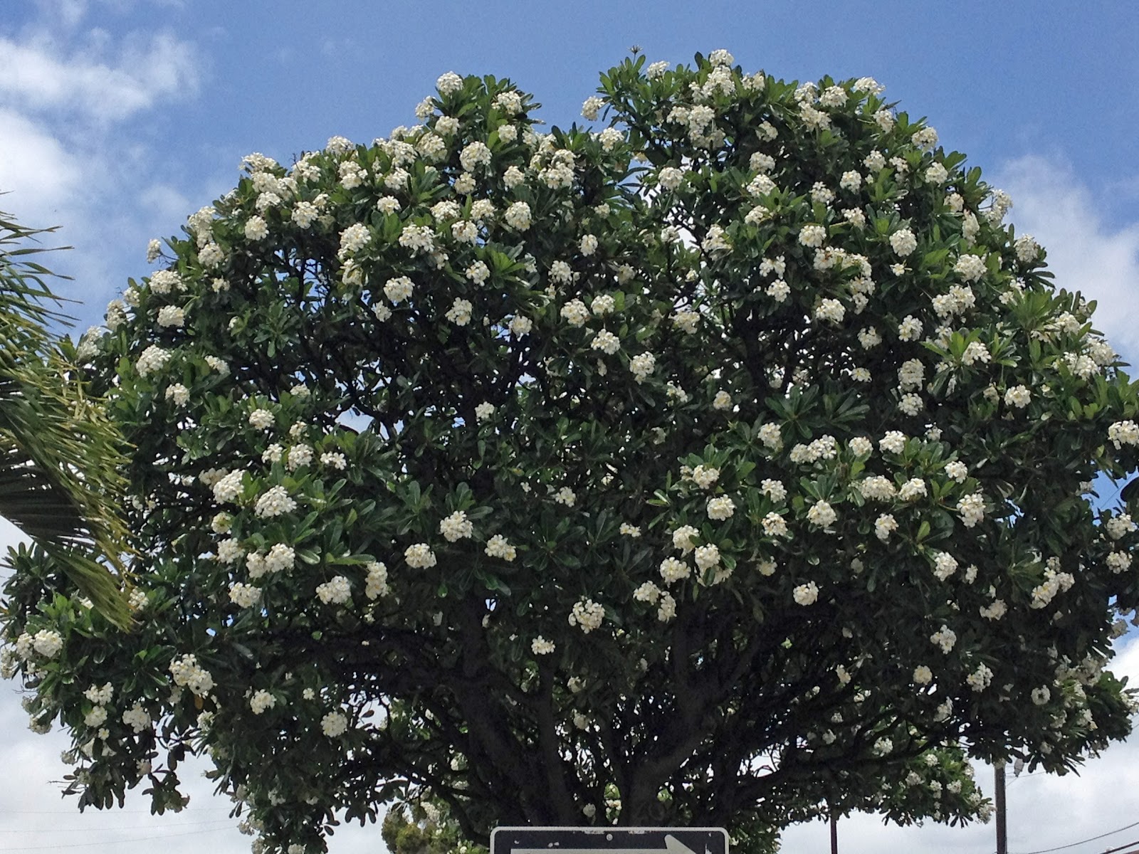 The Walking Hawaiian