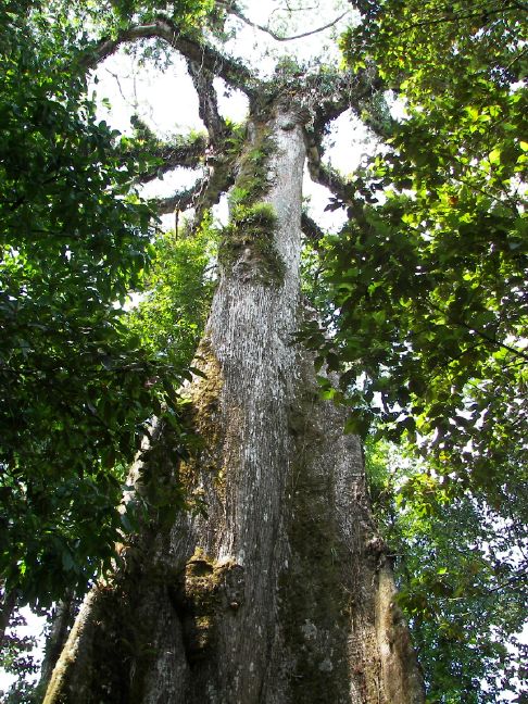 ECOSISTEMAS DE COSTA RICA: BOSQUE TROPICAL PLUVIAL MONTANO BAJO