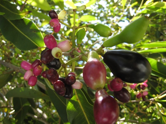 Jamun Fruit Tree
