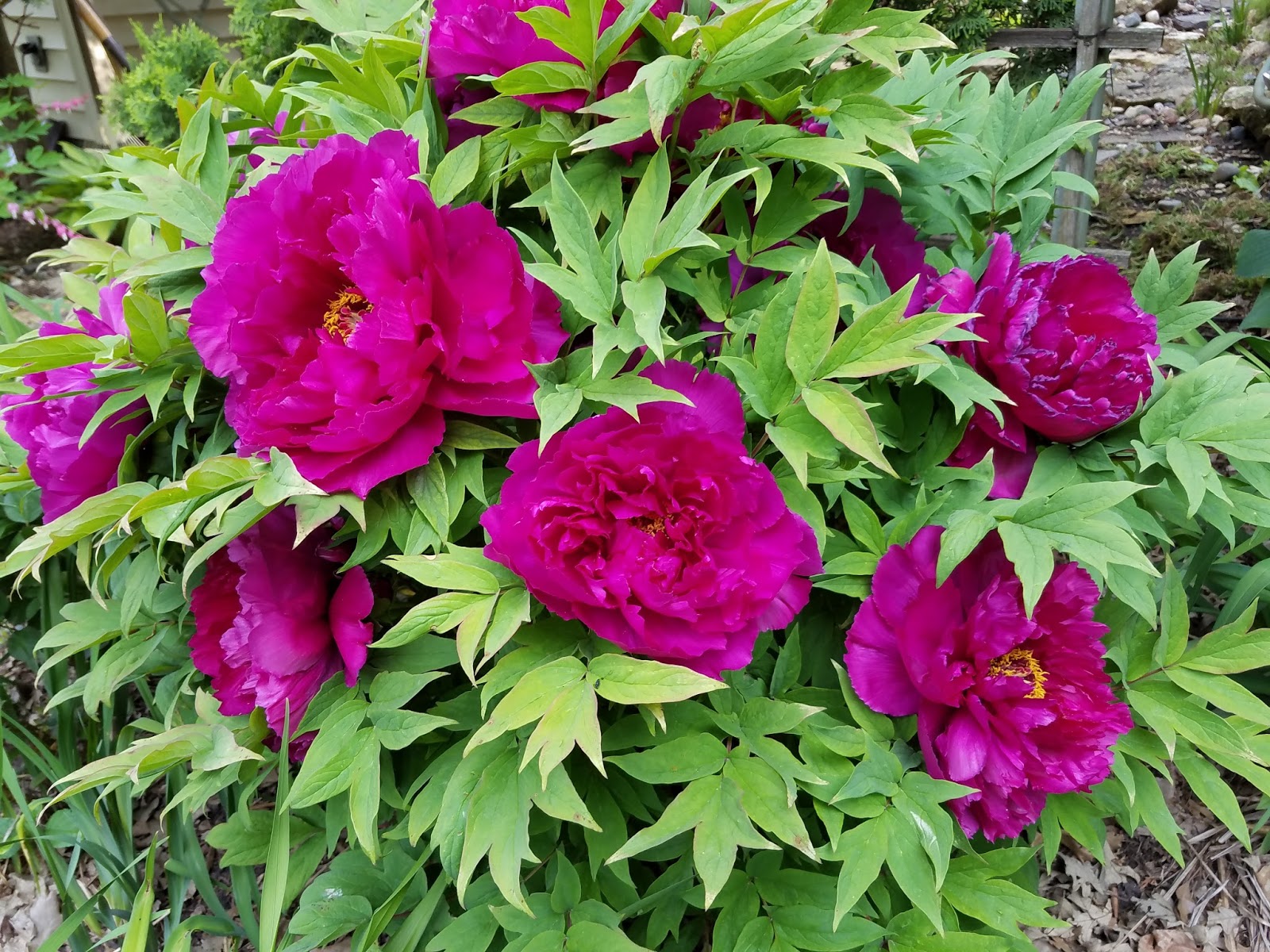 OakWooD Garden: Tree Peonies