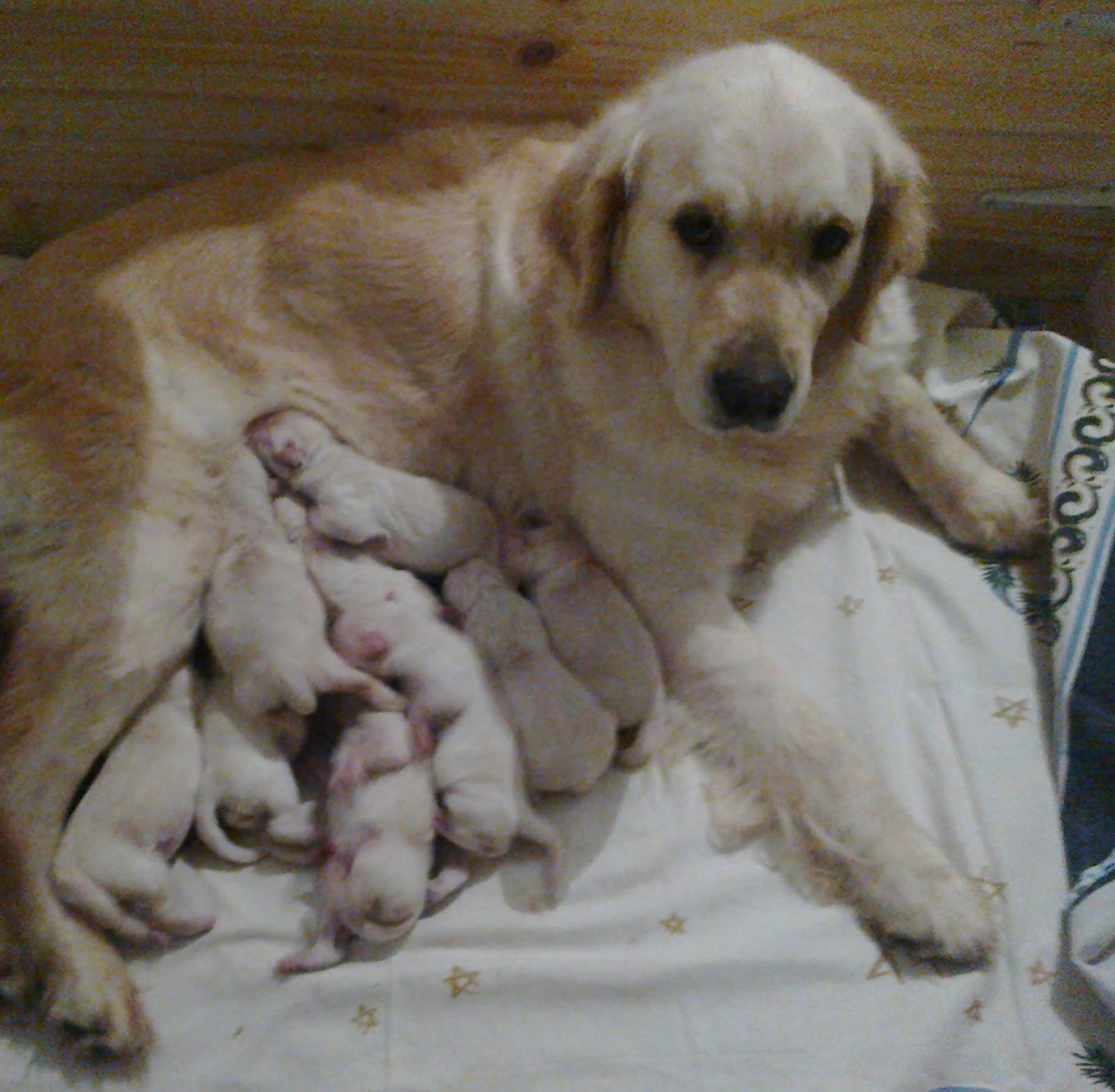 Canil Quinta Foz do Mondego: Primeiras fotos dos cachorrinhos