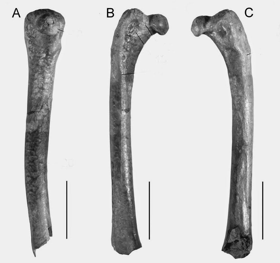 Sciency Thoughts: A flower-visiting Bird from the Middle Eocene Messel ...