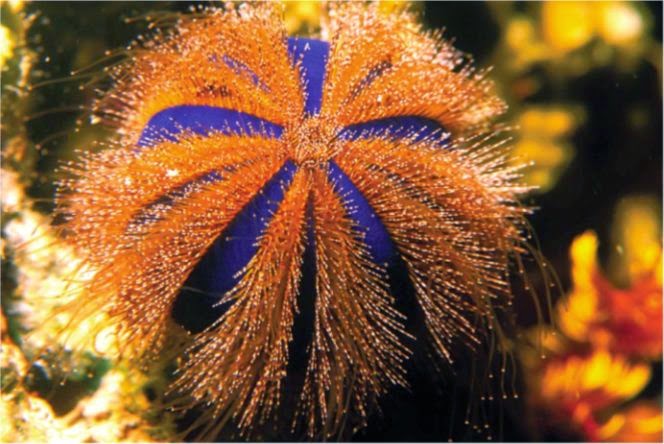 MY BIOLOGI : ECHINODERMATA