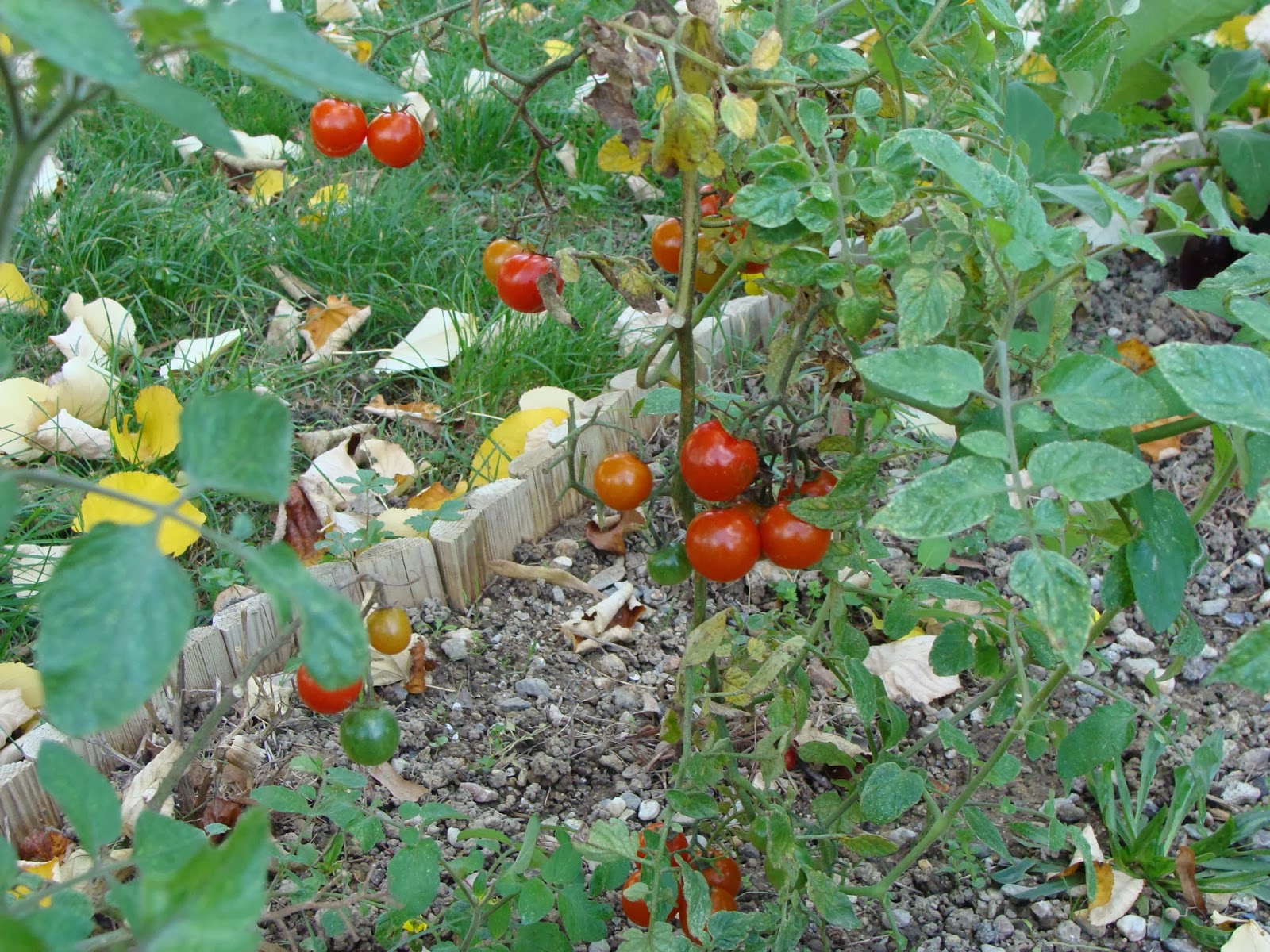 Jardine & ris...: La belle saison des fruits rouges...