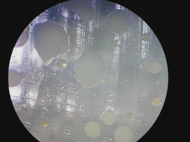 Medical Microbiology: Sept 8