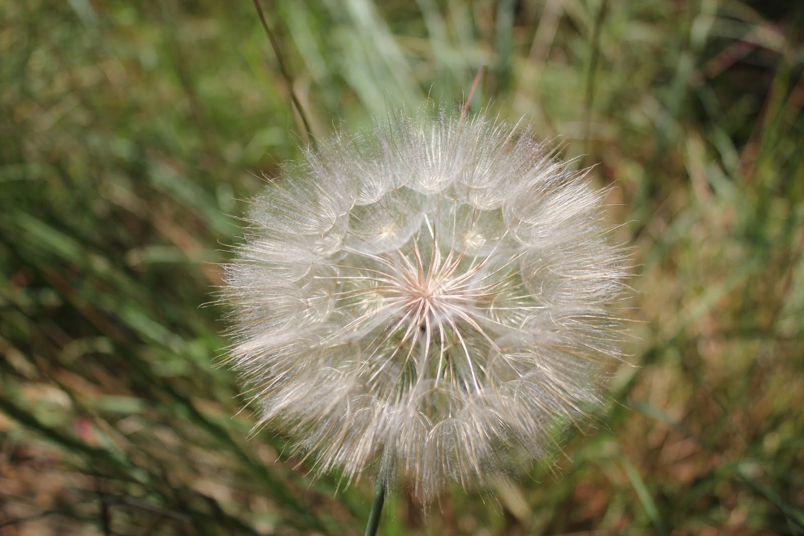 Hedgie's Nature Journal : Salsify (Tragopogon porrifolius)