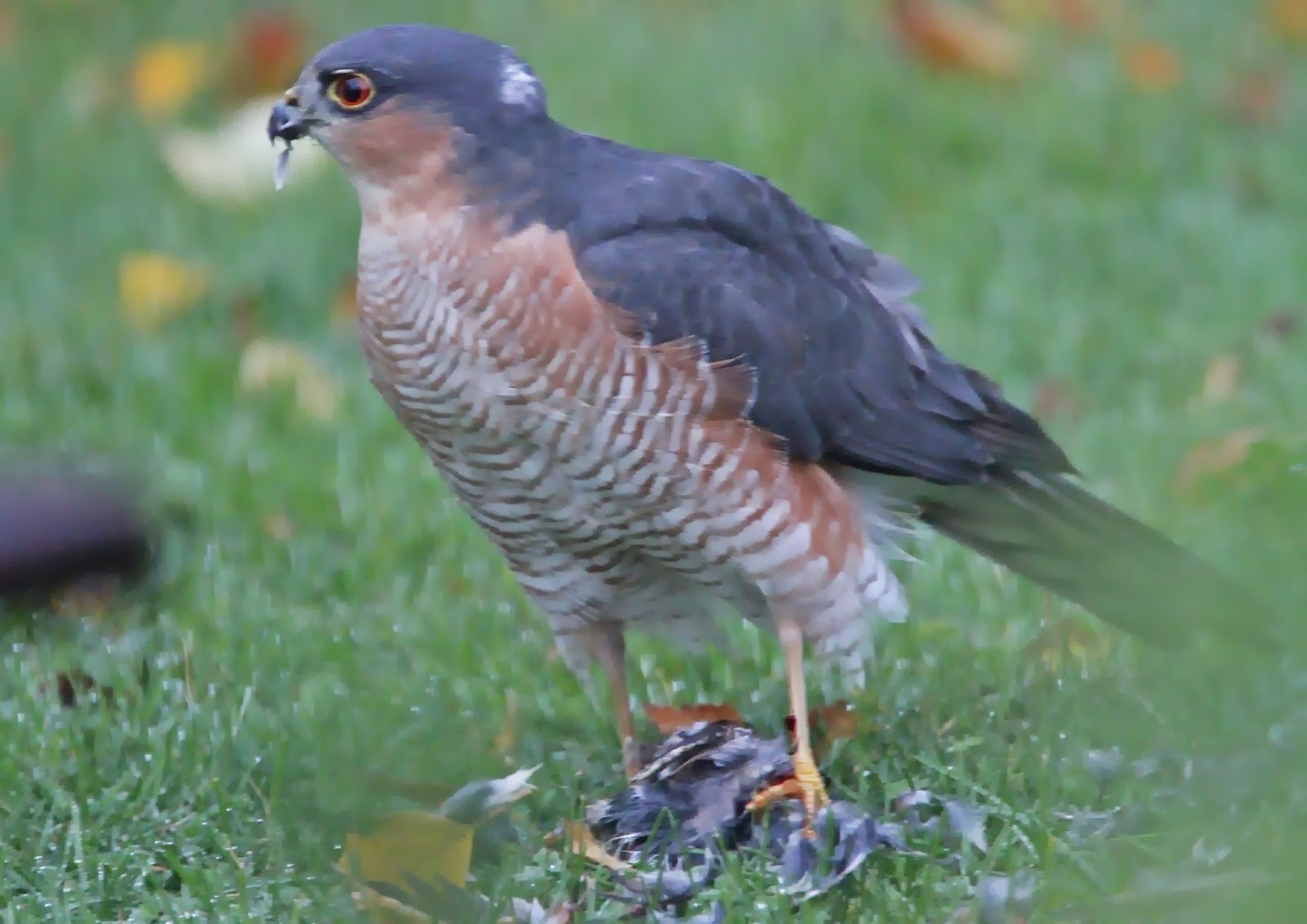 Pagham Birder: Sparrow Hawk with Sparrow