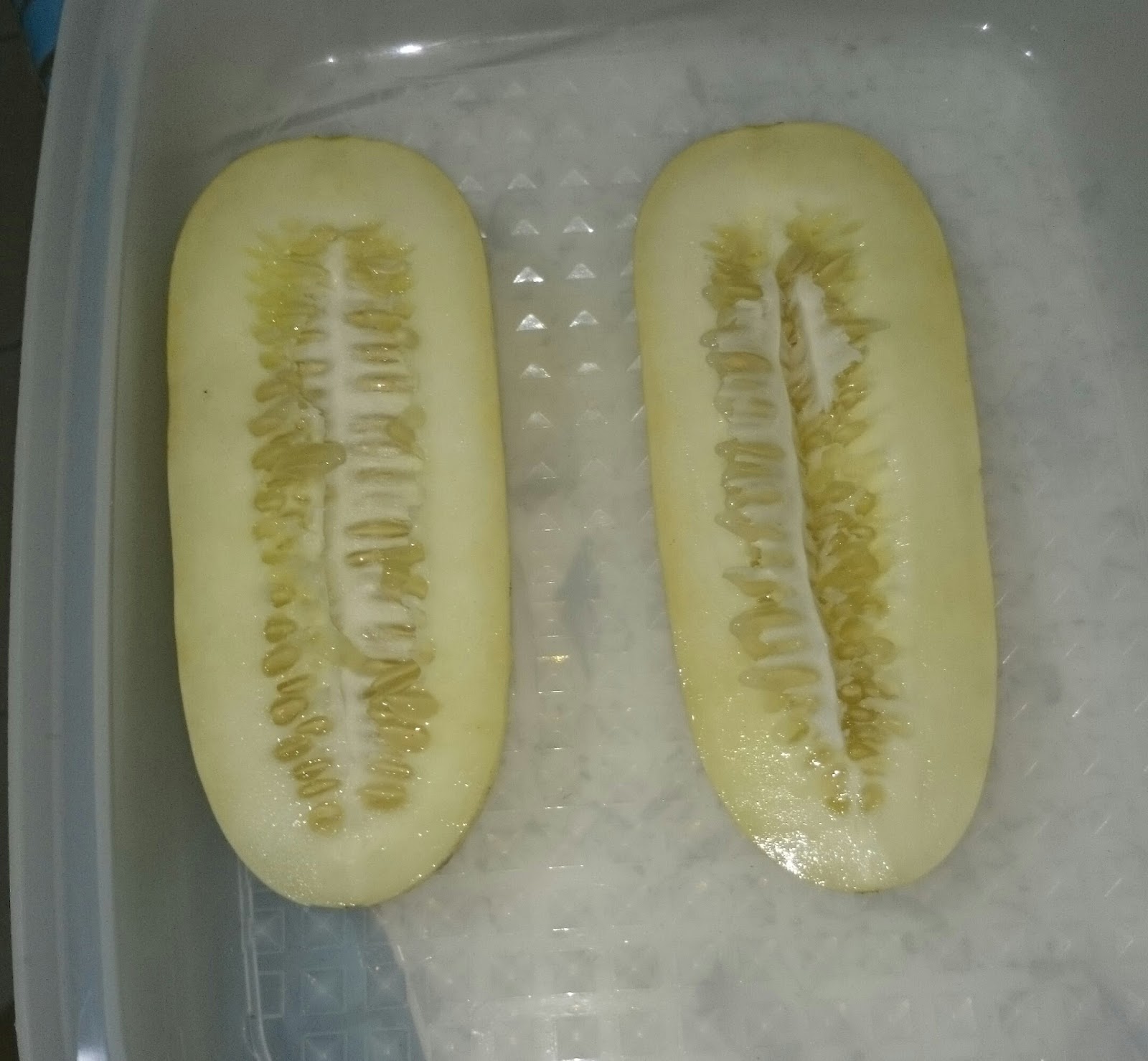 cara bertani : PANDUAN MENUAI BENIH TIMUN MINI DARI BUAH MATANG