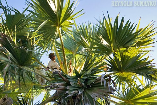 kebun siwalan: Pohon Lontar Jeneponto butuh Industri Gula