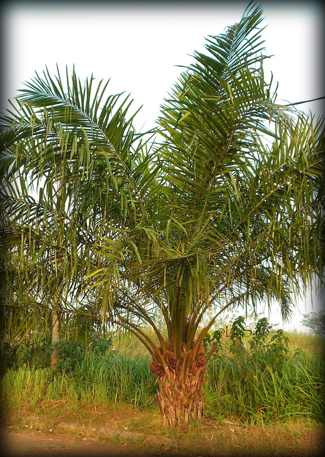 Kelapa Sawit (Elaeis guineensis) | GUIDENESIA Kelapa Sawit (Elaeis guineensis) | GUIDENESIA
