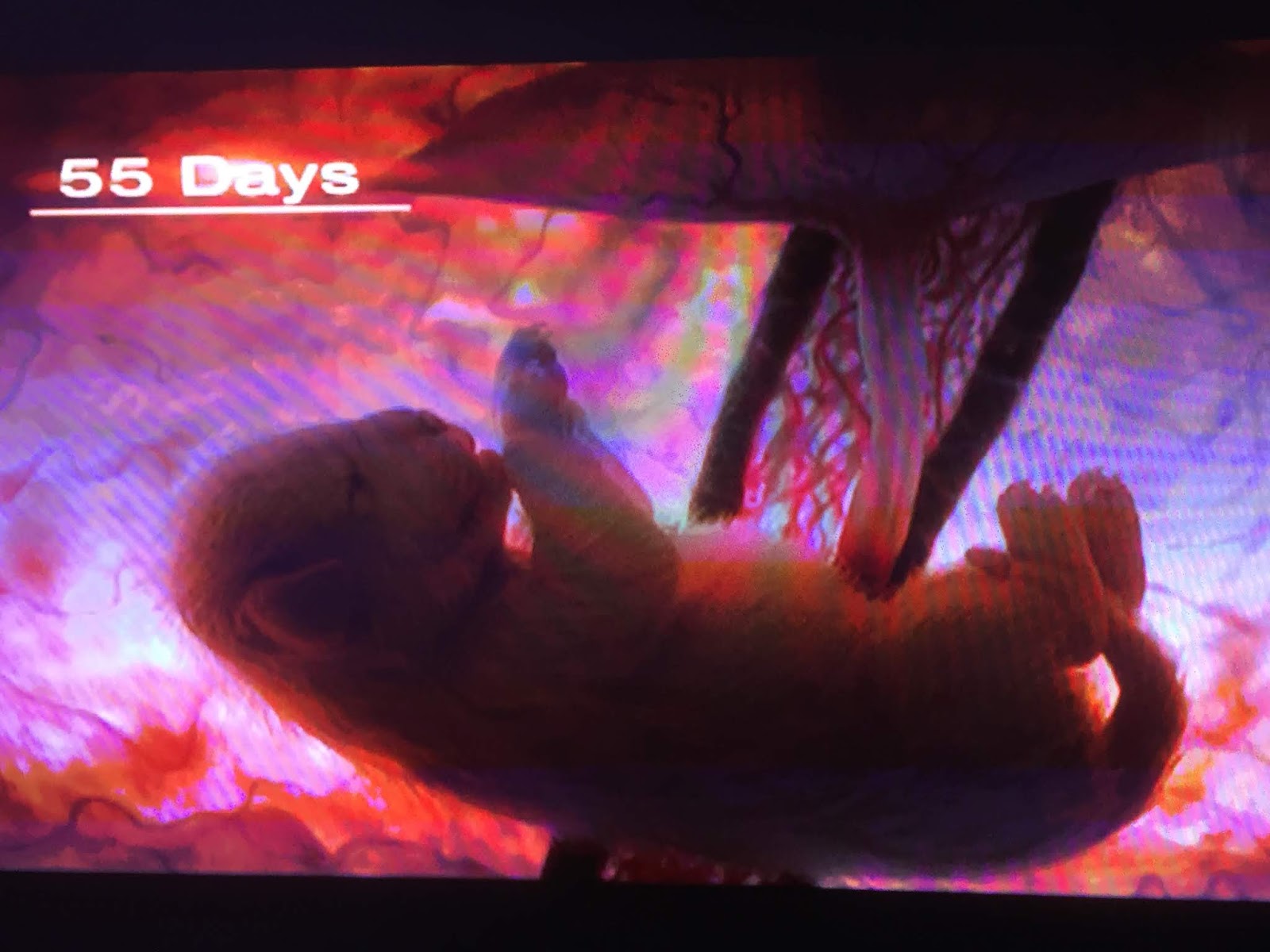 Regalgoldens Golden Retrievers