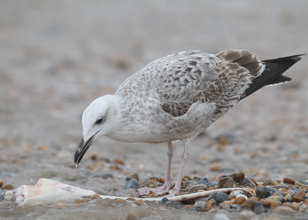 Richard Smith - Birdwatching Days Out: 2x CASPIAN GULL, 1st winter ...