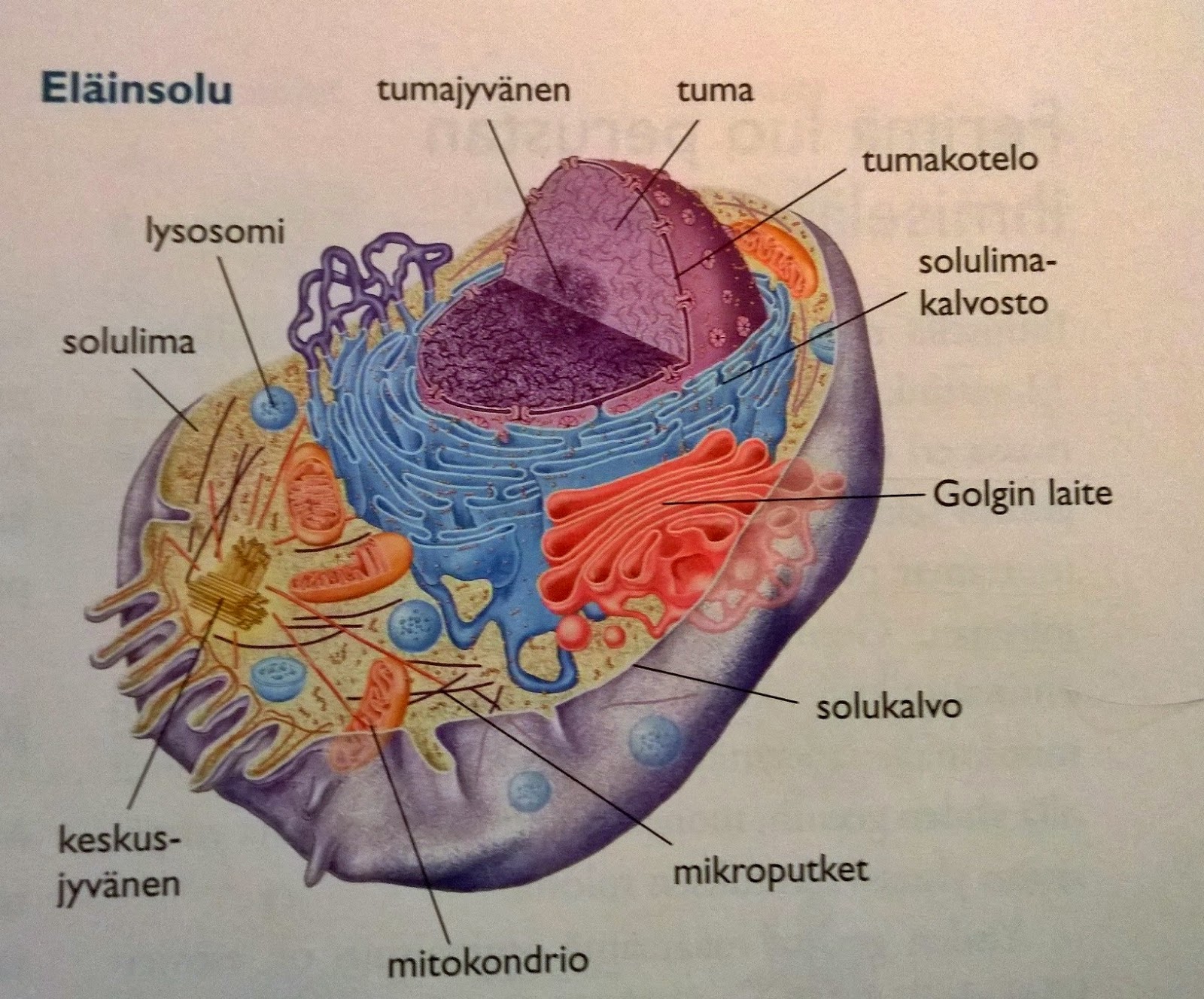 Kurssi 4, ihmisen biologia: Kappale 3, Ihminen on monisoluinen eliö.