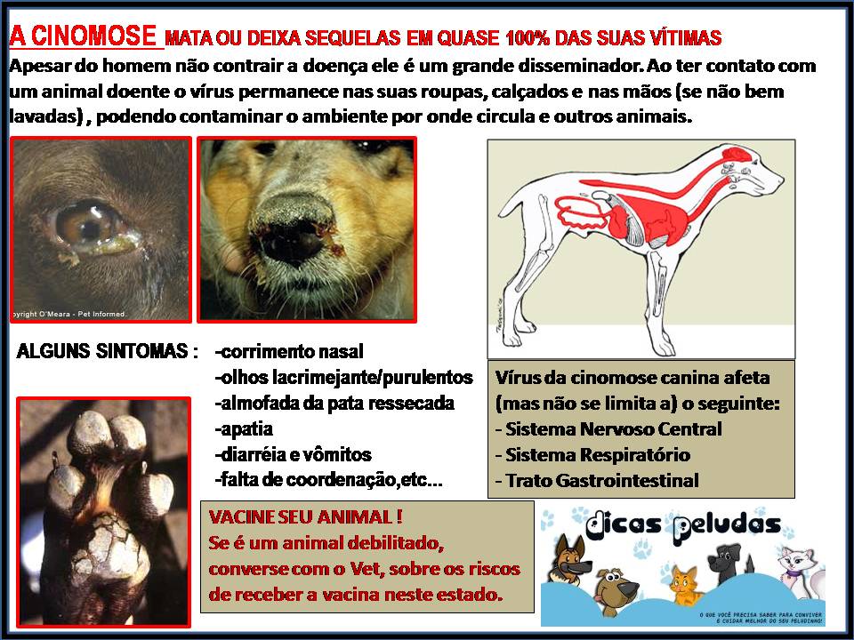 Jéssica since 1991.: Pet's: Cinomose