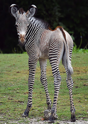 Imagenes Animales: Simpatica fotografia de cebra bebe [3-12-15]