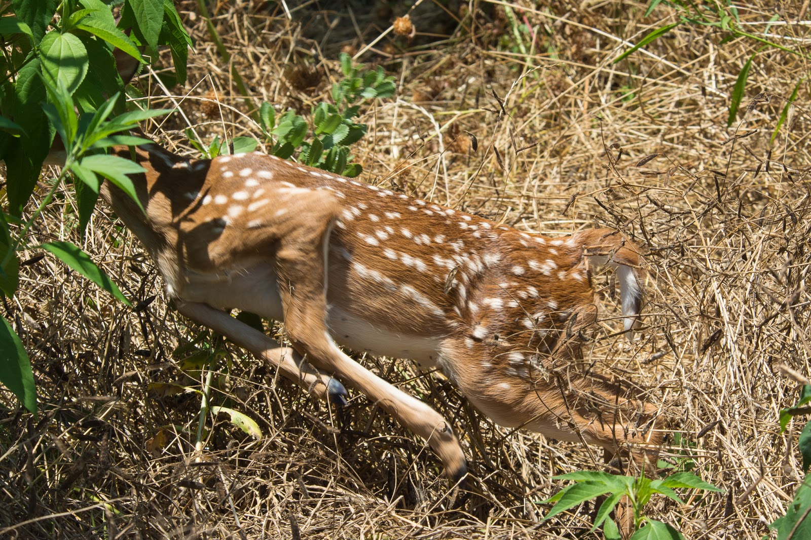 A Tree Falling: Hagerman NWR: June 2016