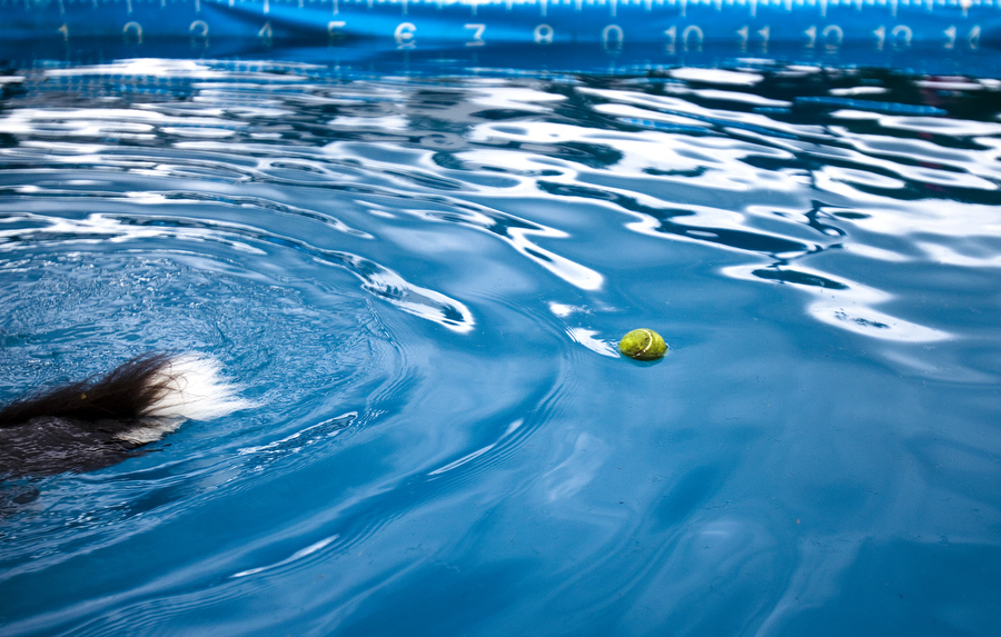 Jordan Stead: DockDogs | Canine longjumping championship