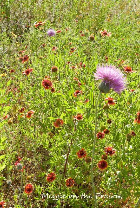 Meggie On The Prairie: The Texas Thistle - My Favorite Wildflower