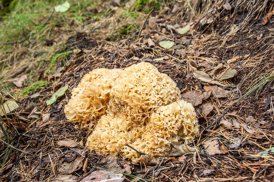Zapiski z Drogi Mlecznej...: Grzybów było w bród...