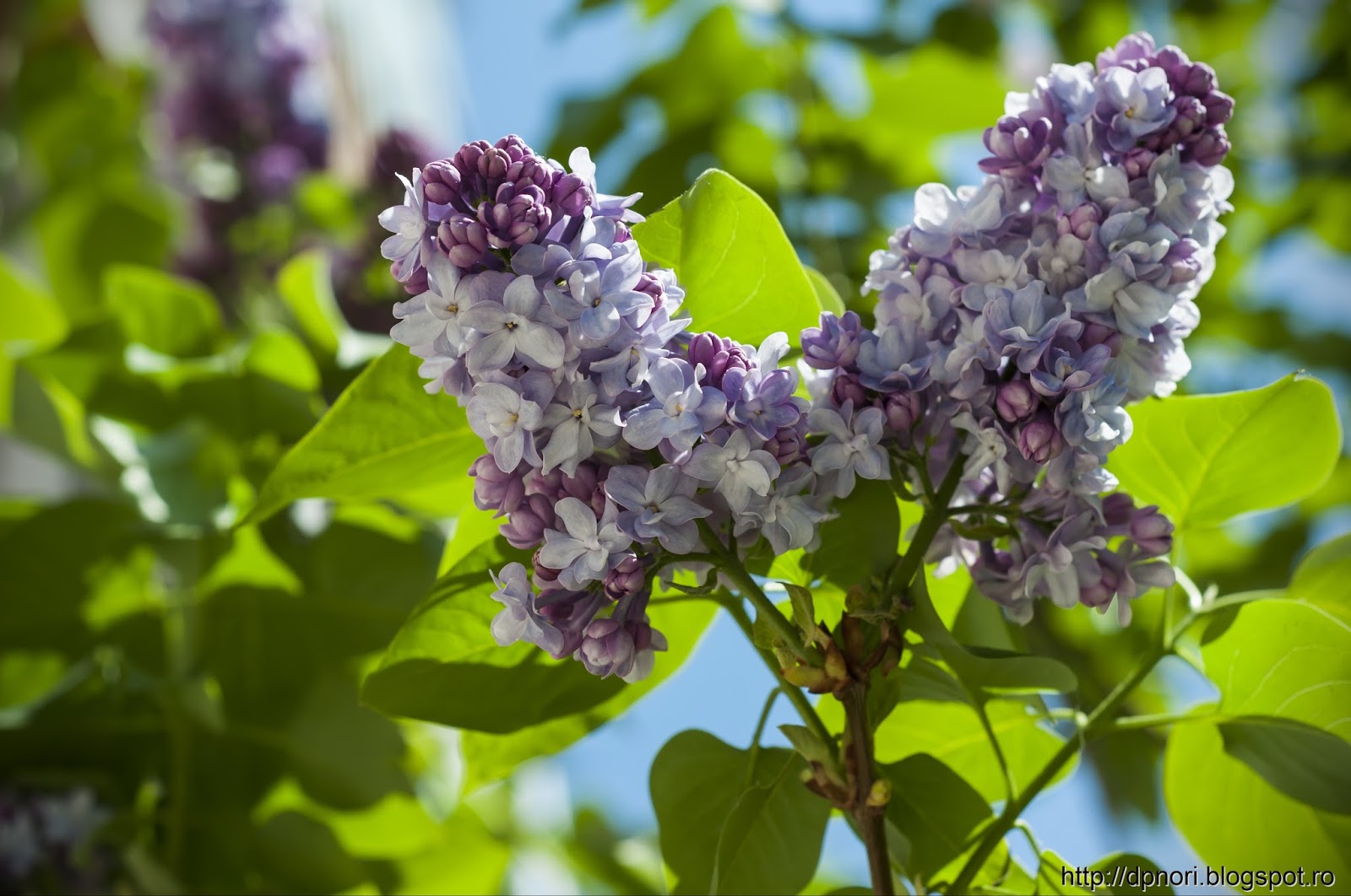 .printre nori: Parfum de primavara - liliac inflorit