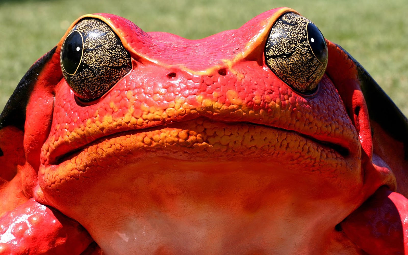 Lewes & District 'Toad in the Hole' League: April 2013